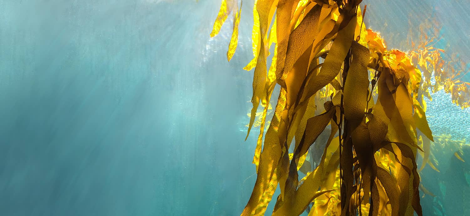 Dive In! 5 Beneficial Marine Supplements | Puritan’s Pride